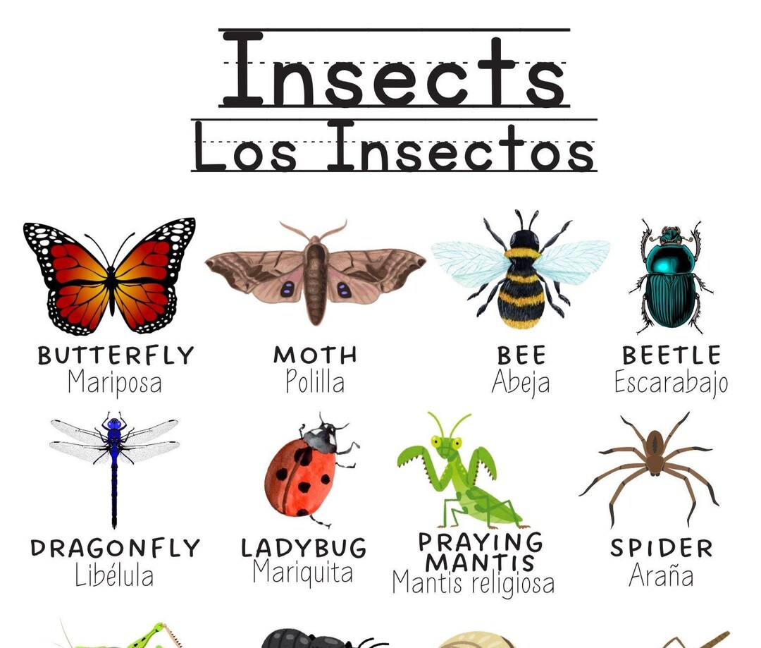 Printable Bilingual (english-spanish) Educational Poster About Insects ...