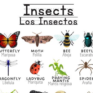 Printable Bilingual (english-spanish) Educational Poster About Insects ...
