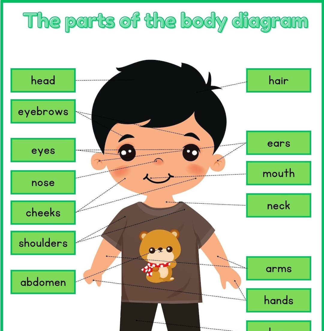 Printable Identify the Parts of the Body Diagram and Worksheet Bundle ...