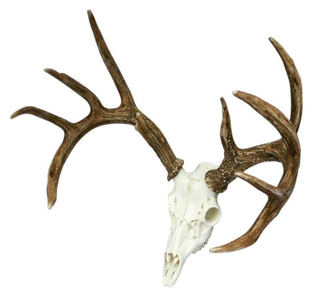 Faux Whitetail Deer European Mount - Etsy