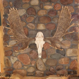 Faux European Alaskan Moose Mount - Etsy