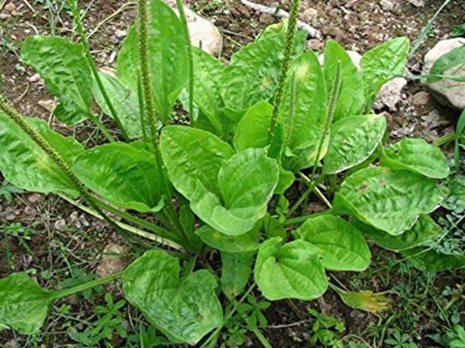 ORGANIC PLANTAIN Leaf POWDER Certified Organic Kosher | Etsy