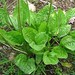 ORGANIC PLANTAIN Leaf POWDER Certified Organic Kosher Plantago Major ...