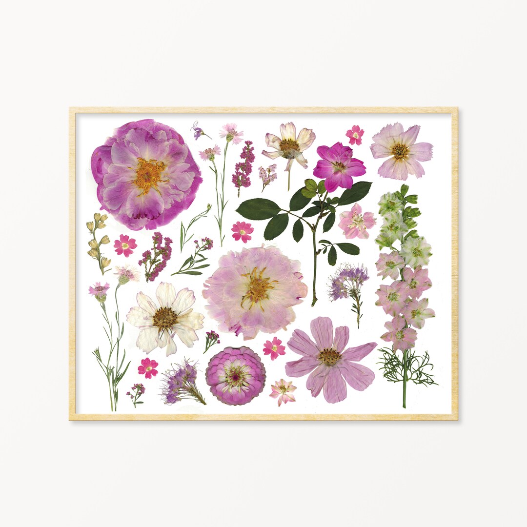 Pink Pressed Flower Art Print | Herbarium | Dried Flower Art ...