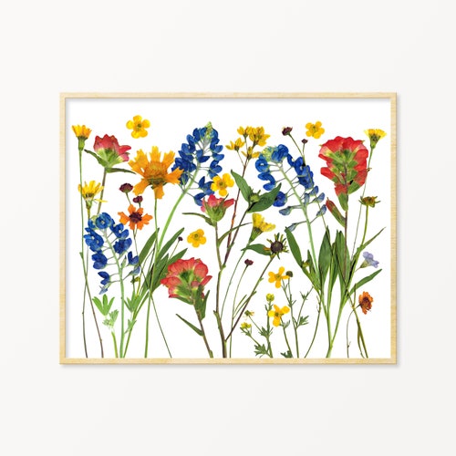 Texas Wildflower Watercolor Art Print - Etsy