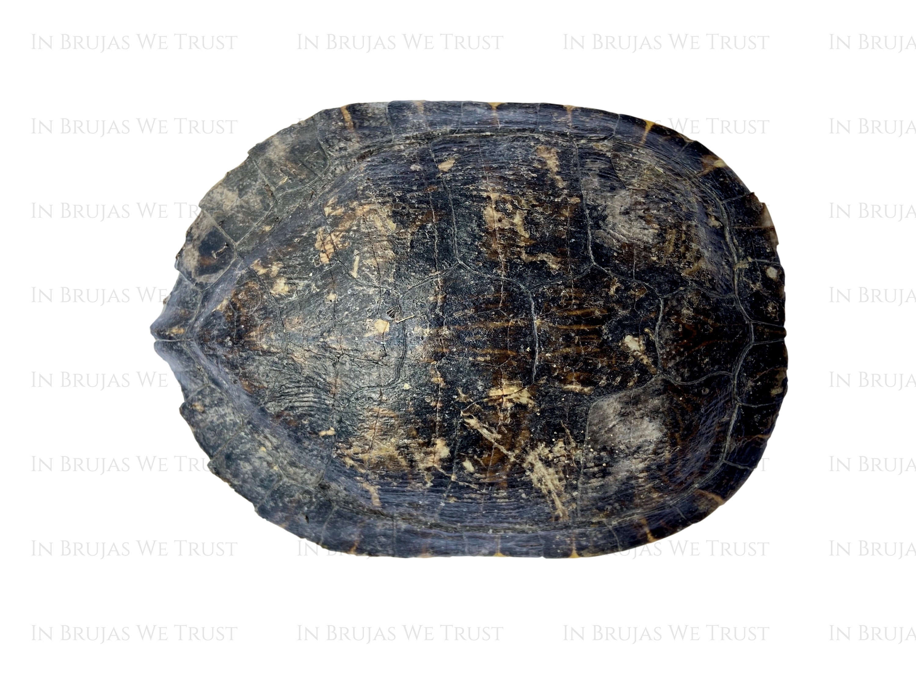 Real Turtle Shell for sale | Only 3 left at -60%