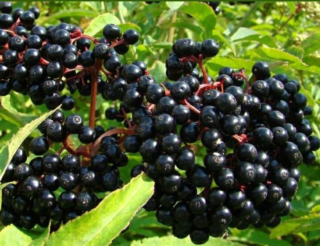 7* Elderberry Cuttings *american Native Heirloom* Very Easy to Root ...