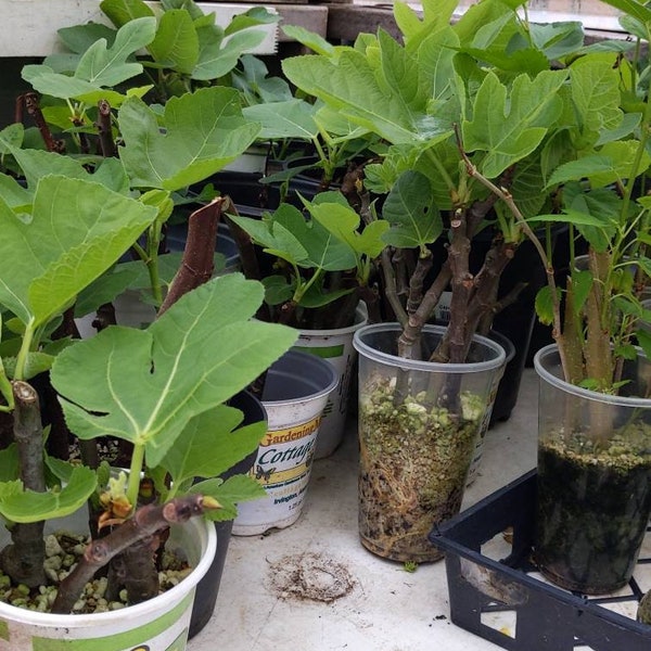 Smith Fig Tree - Etsy