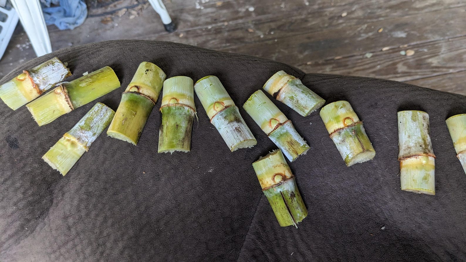 10*_ Louisiana Sugar Cane Buds, Cuttings, Nodes! Easy to Grow! Very ...