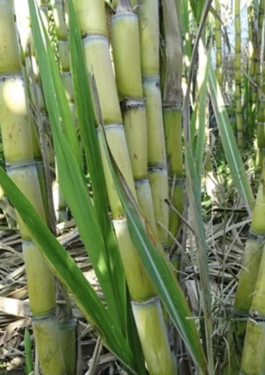 10+ Louisiana Sugar Cane Buds, Cuttings, Nodes! Easy to Grow! Very ...