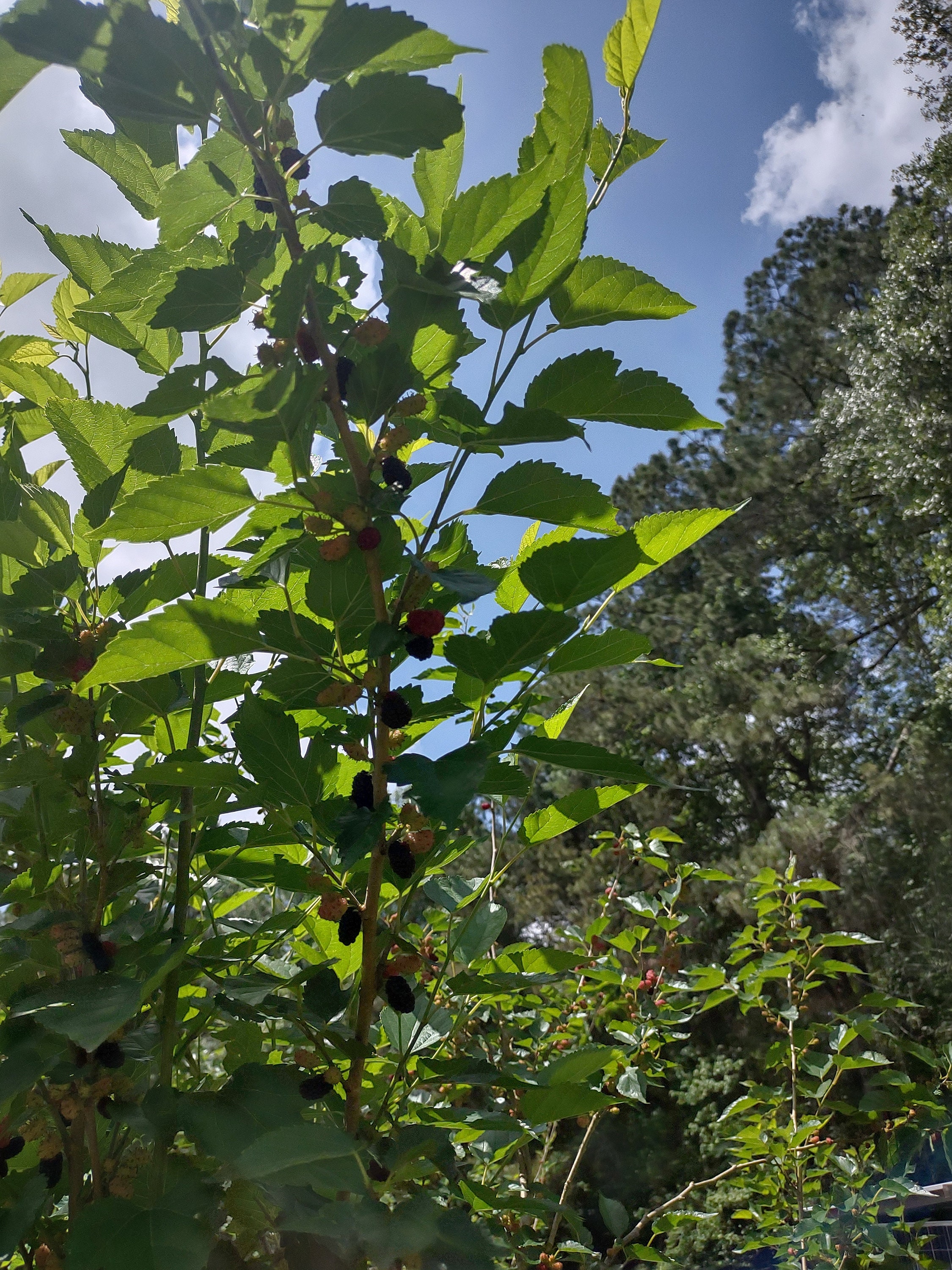10+ Mulberry *dwarf Everbearing*- ( 10+ ) *non*rooted Cuttings Live ...