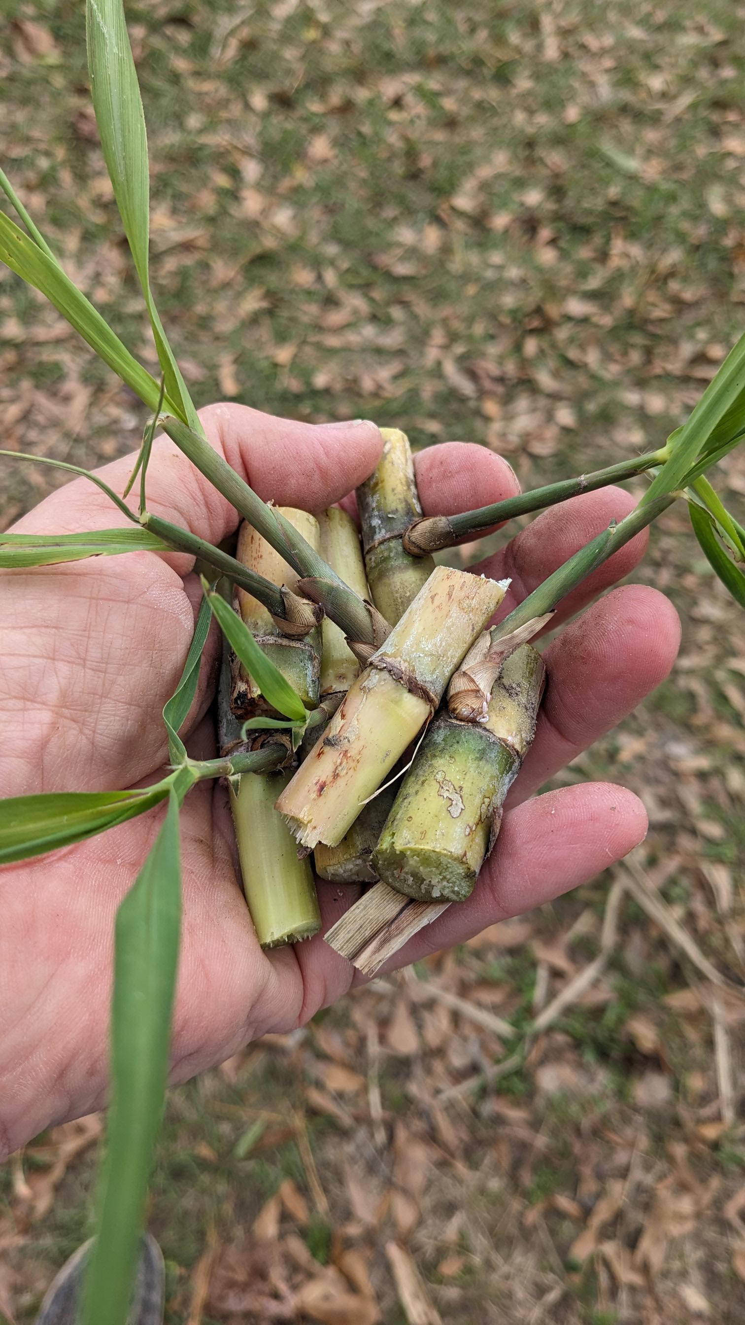 10+ Louisiana Sugar Cane Buds, Cuttings, Nodes! Easy to Grow! Very ...