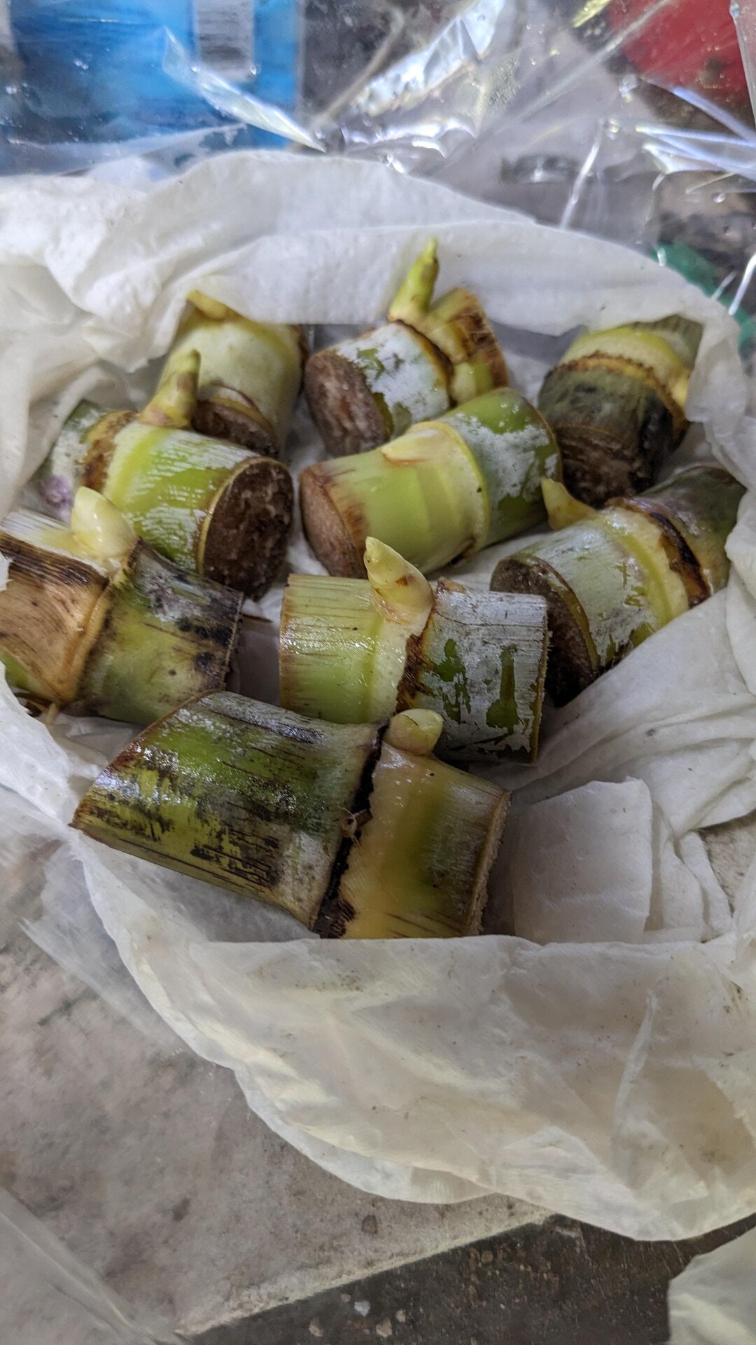 10+ Louisiana Sugar Cane Buds, Cuttings, Nodes! Easy to Grow! Very ...