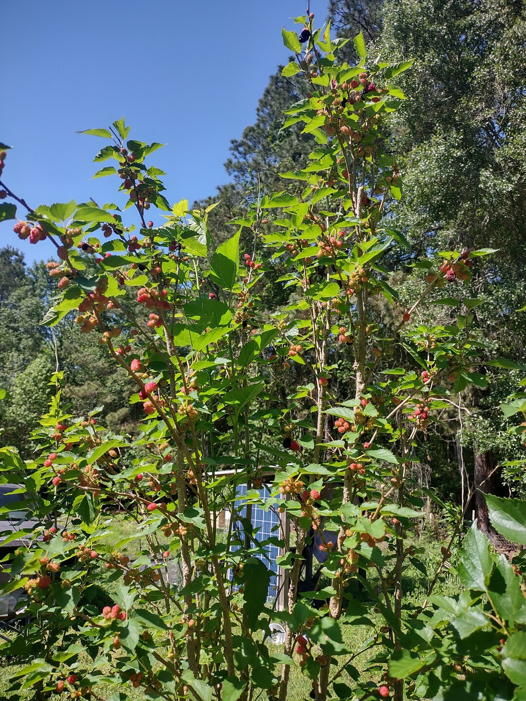 10+ Mulberry *dwarf Everbearing*- ( 10+ ) *non*rooted Cuttings Live ...