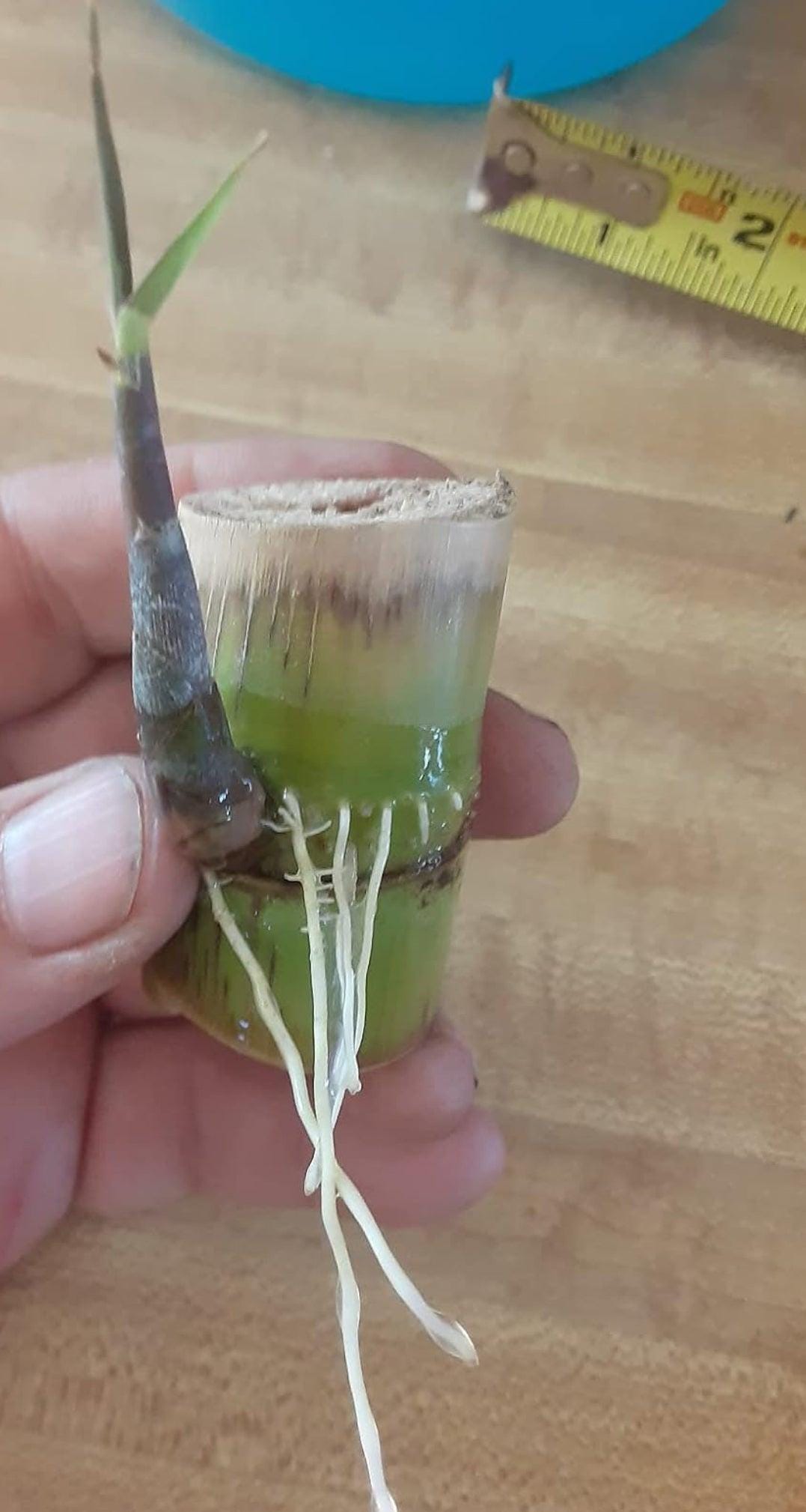 10*_ Louisiana Sugar Cane Buds, Cuttings, Nodes! Easy to Grow! Very ...