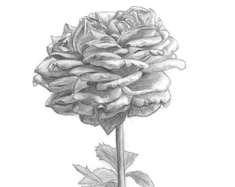 Original Handmade Rose Illustration, Graphite Wall Art Drawing - Etsy