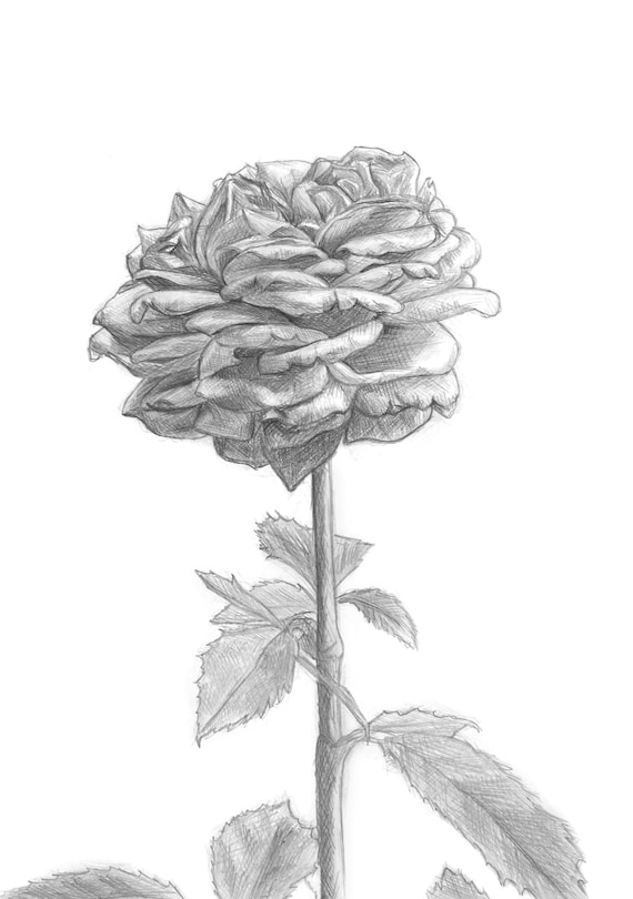 Pencil Drawings Of Derrick Rose