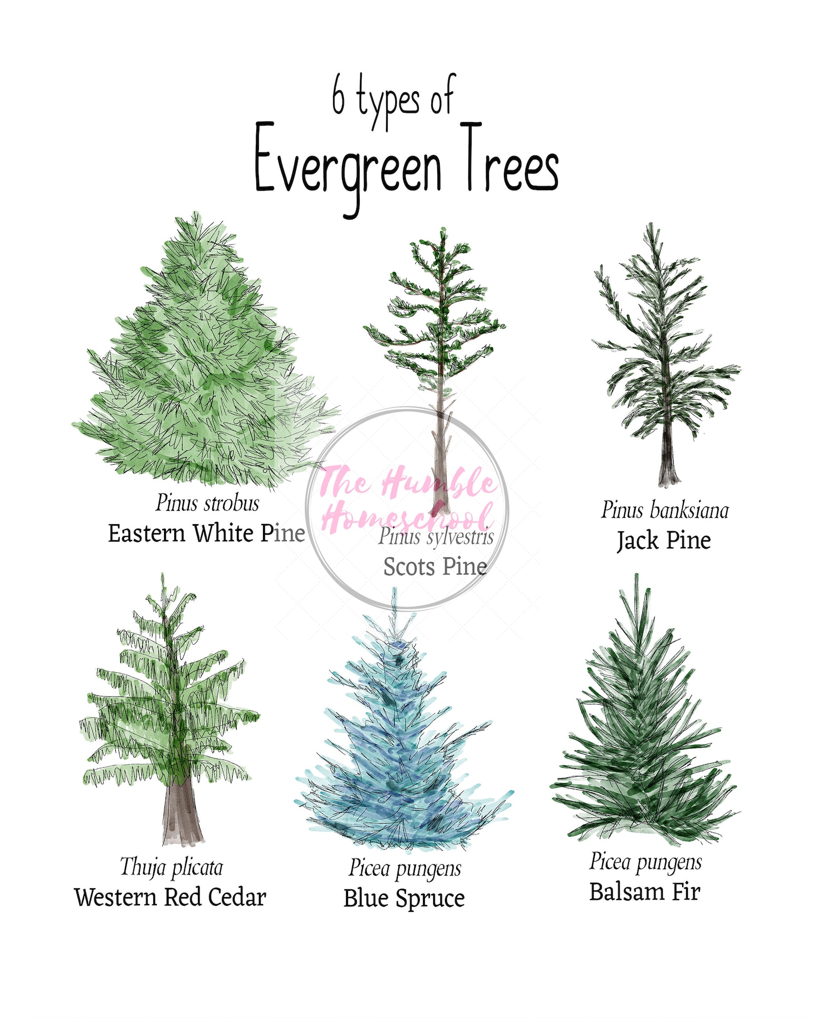 Nature Printable- Evergreen Trees-charlotte Mason Homeschool-instant ...