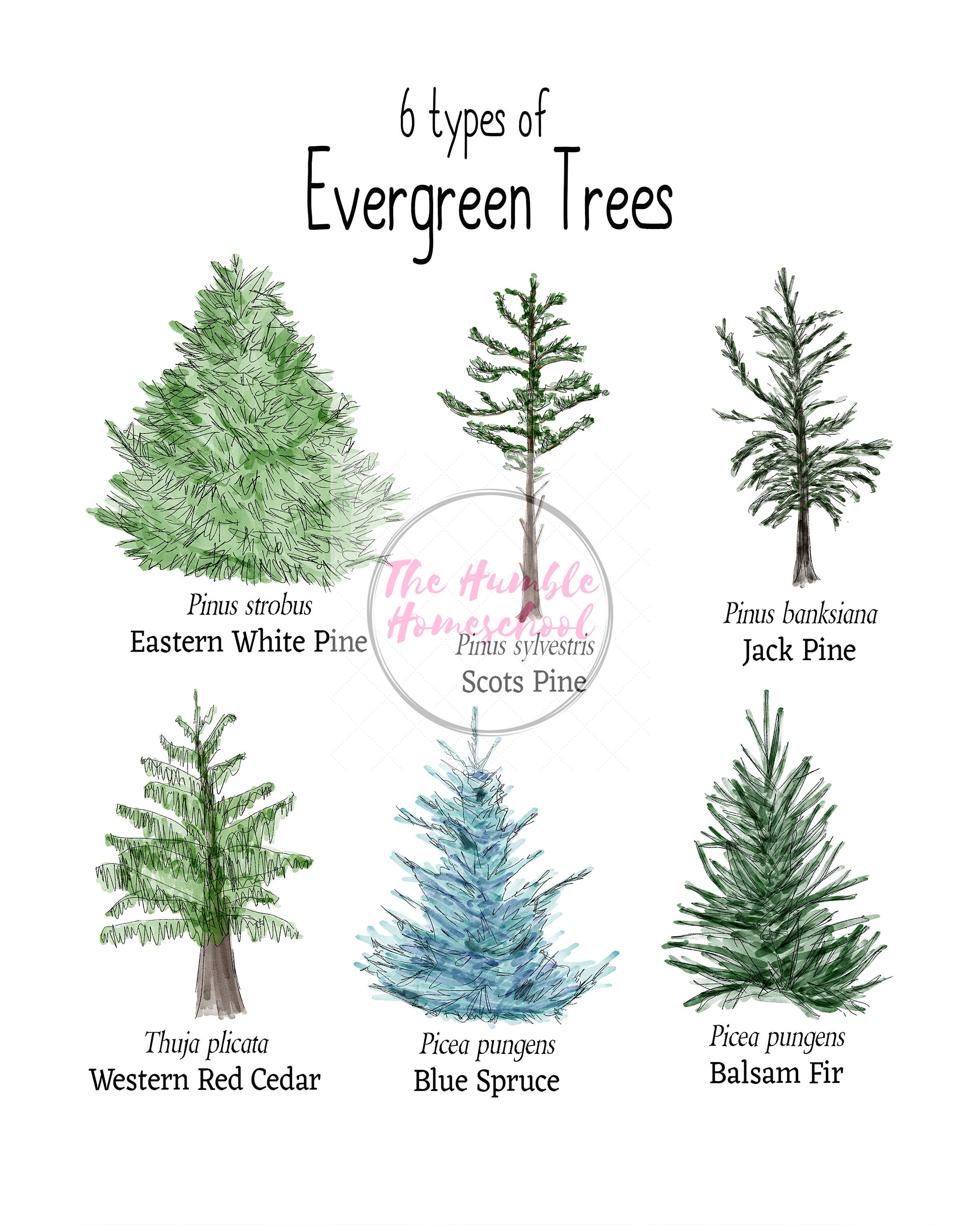 Nature Printable- Evergreen Trees-charlotte Mason Homeschool-instant ...