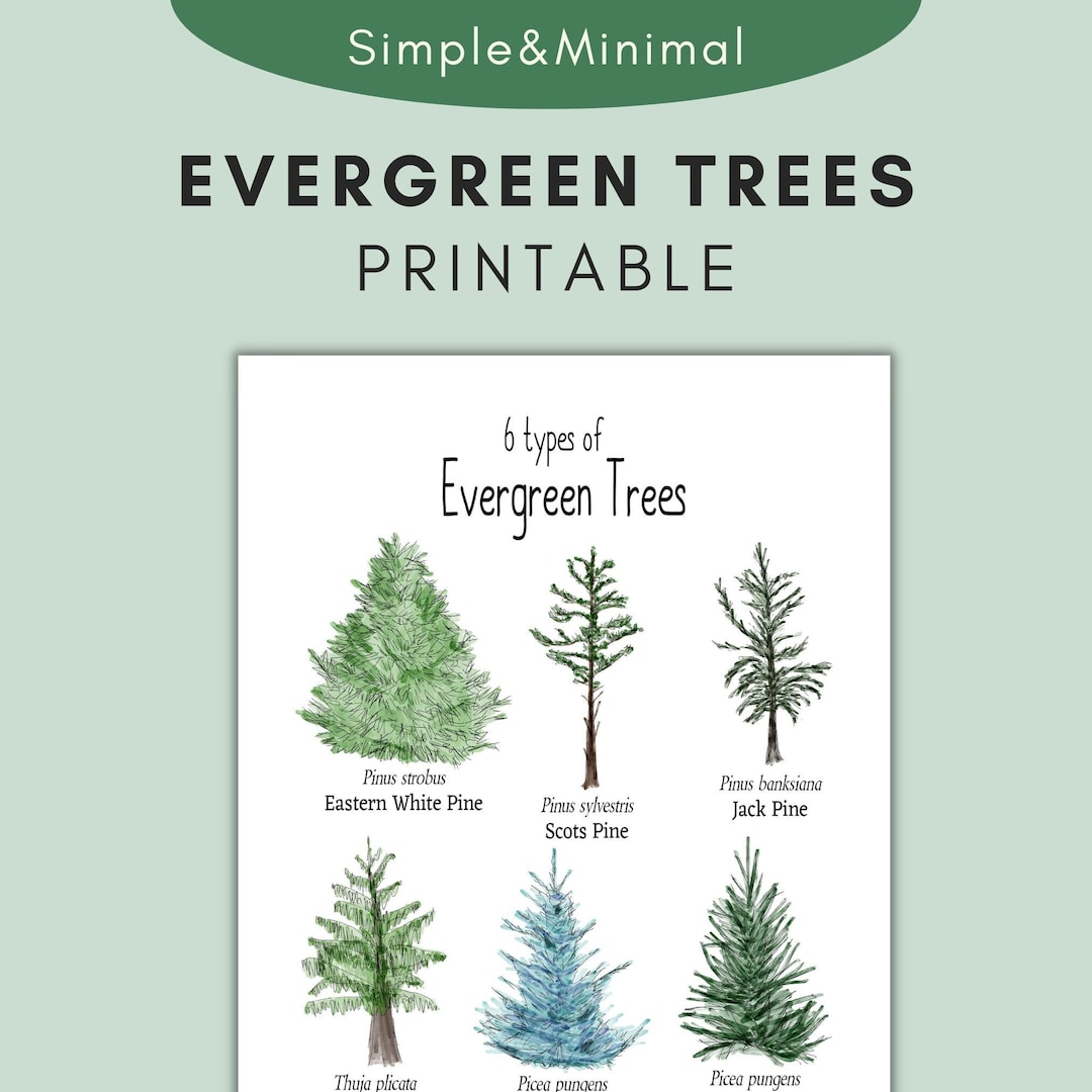 Nature Printable- Evergreen Trees-charlotte Mason Homeschool-instant ...