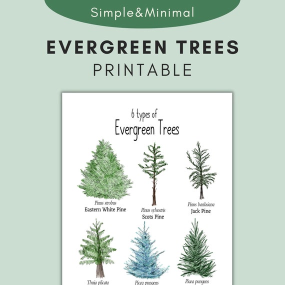 Different Types Of Evergreen Trees