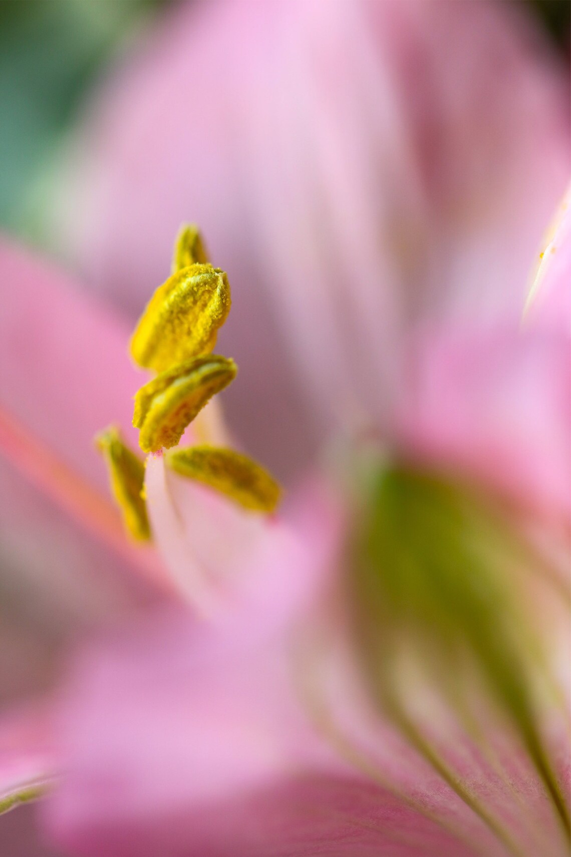 Pink Flower Printable | Pink Flower Wall Art | Wildflower Wall Art ...