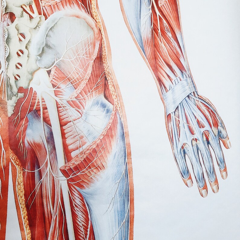 Vintage German Human Anatomy Pull Down Chart, Musculoskeletal Nervous ...
