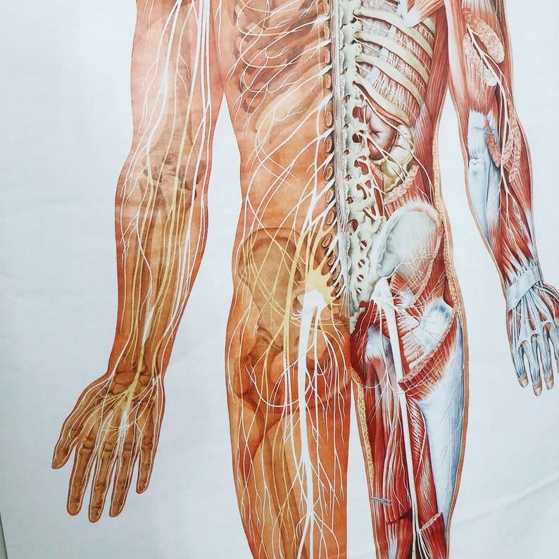 Vintage German Human Anatomy Pull Down Chart, Musculoskeletal Nervous ...