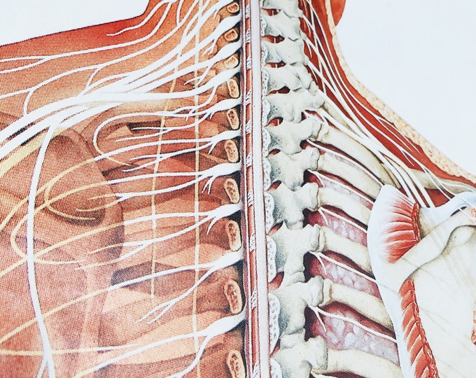 Vintage German Human Anatomy Pull Down Chart, Musculoskeletal Nervous ...
