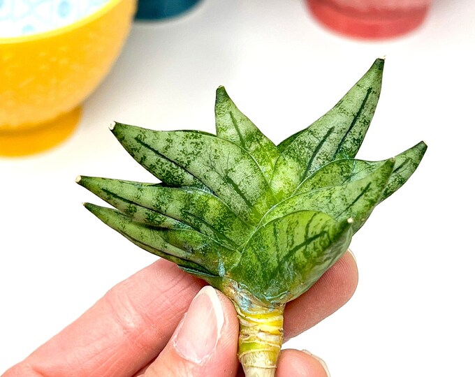 Sansevieria Mini Boncel (E2) - Rare Import - Etsy