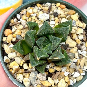 Haworthia Chocolate E2 Rare Import - Etsy