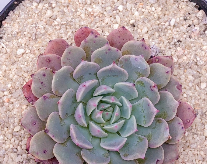 Echeveria Pinwheel Korean Succulents B Rare Import - Etsy