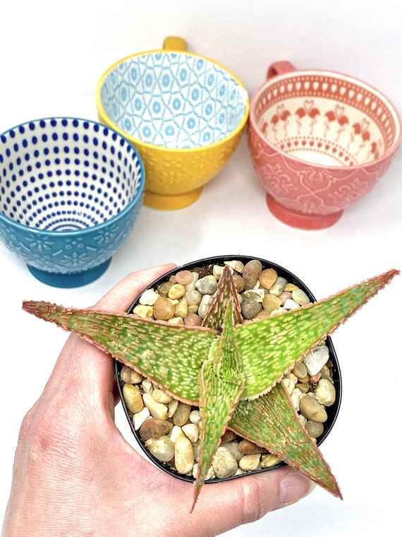 Star Aloe Delta Rose A5 | Etsy