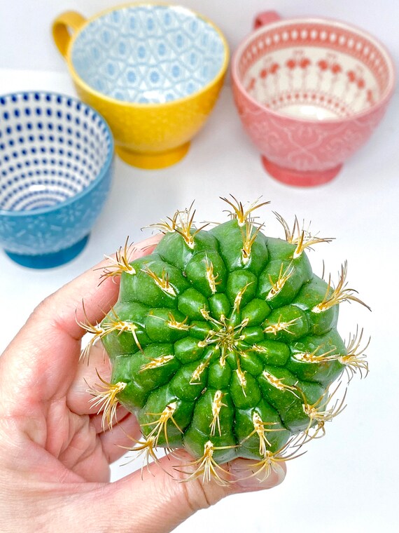 Oroya Peruviana Var Minima I | Etsy