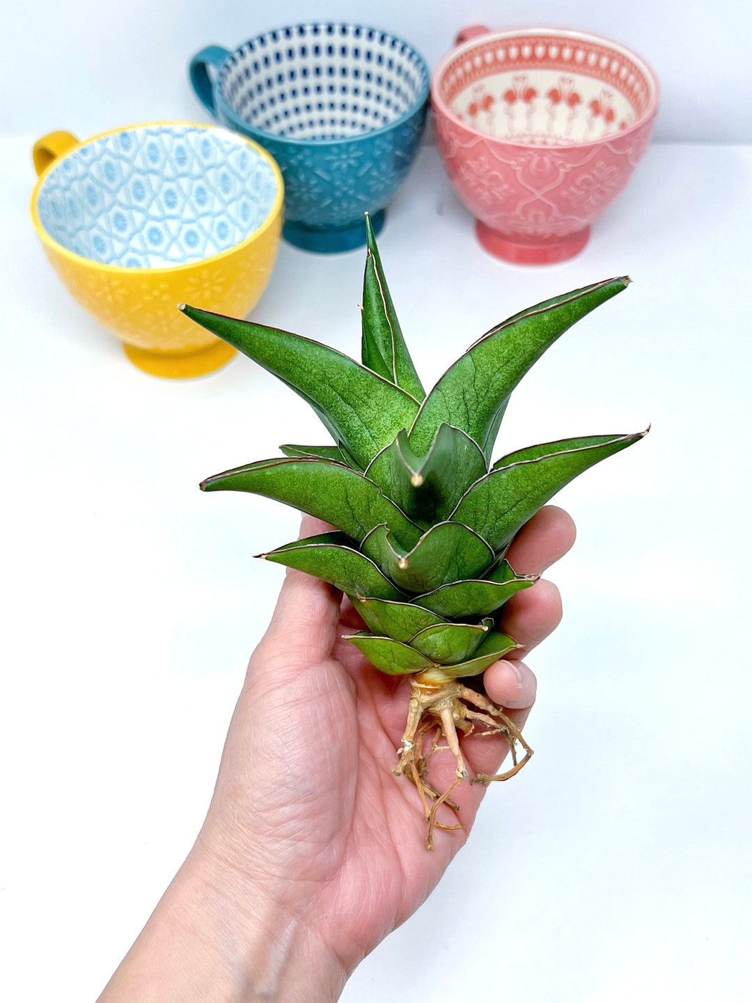 Sansevieria Hybrid Maya O2 Extremely Rare Import - Etsy