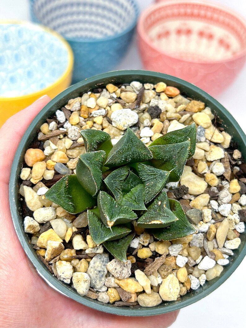 Haworthia Chocolate E2 Rare Import - Etsy