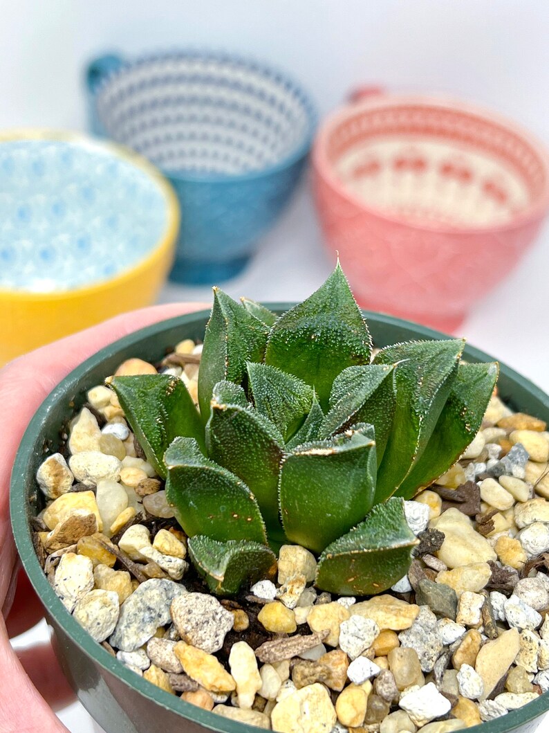Haworthia Chocolate E2 Rare Import - Etsy