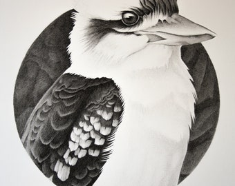 Kookaburra drawing | Etsy
