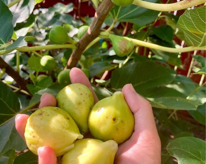 Hardy Ischia Fig Tree Self Pollinating 14 Tall With 5 Pot. Yellow Fruit ...