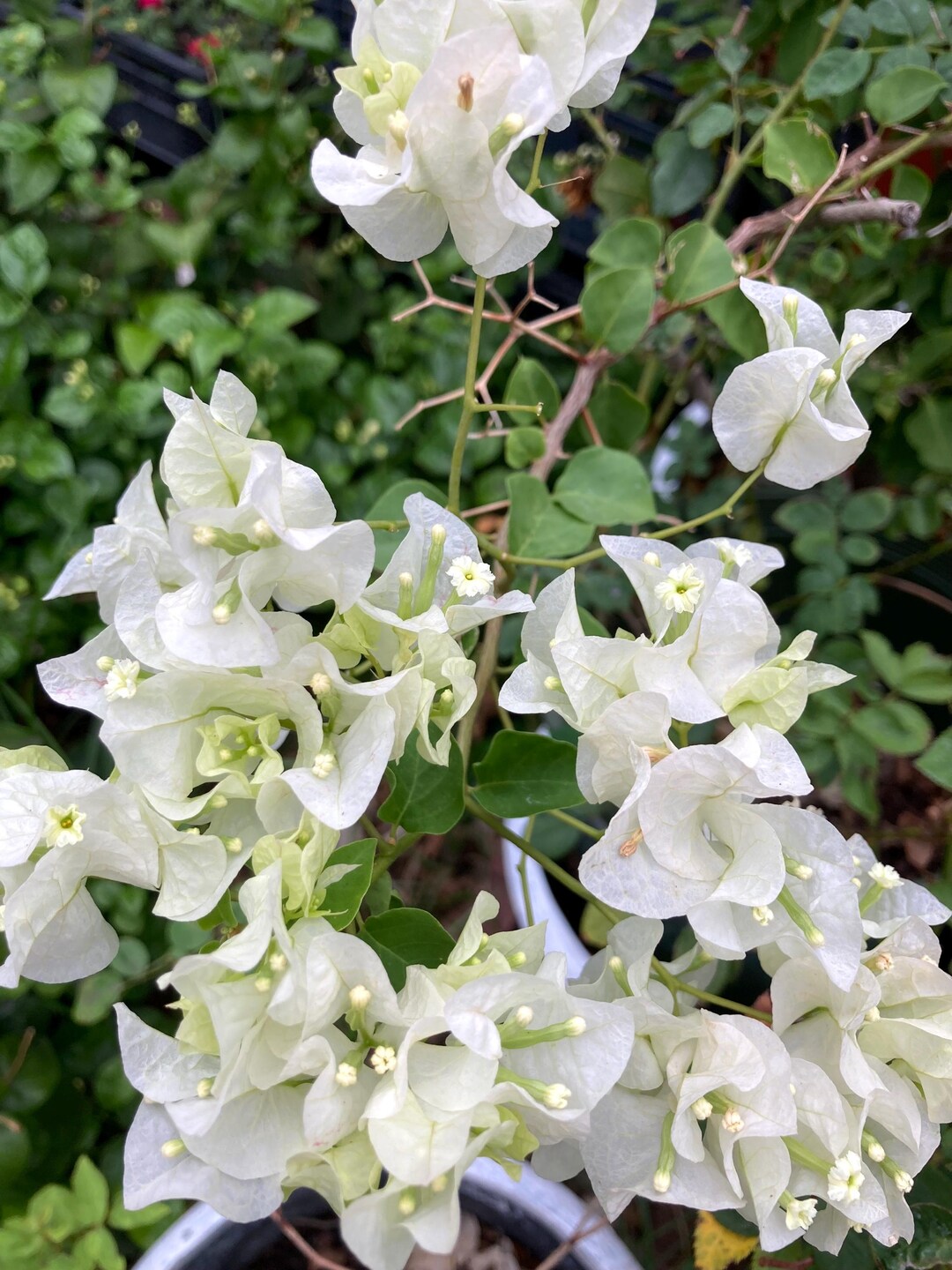 Bougainvillea key WEST White Live Plant 12 Tall Had Flowers and Healthy ...