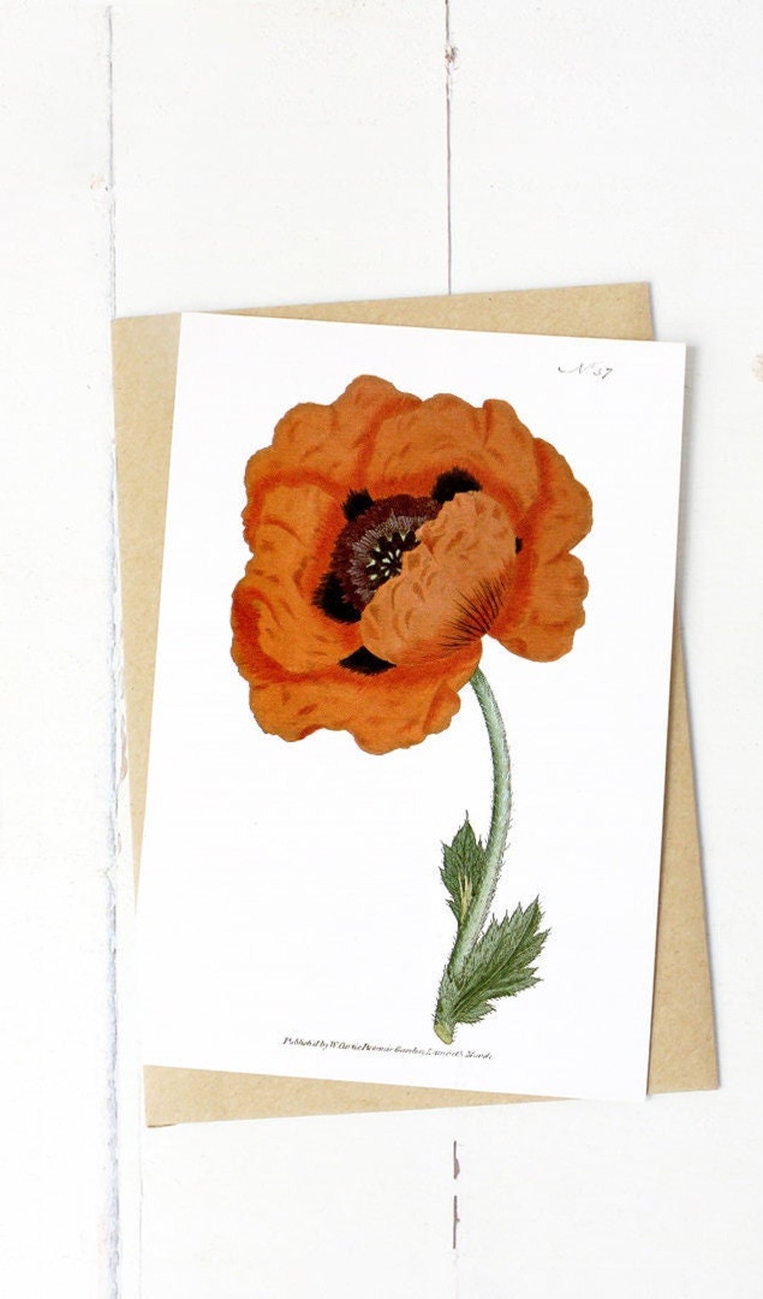Eastern Poppy Flower Greeting Card: Botanical Art Notecard (blank ...