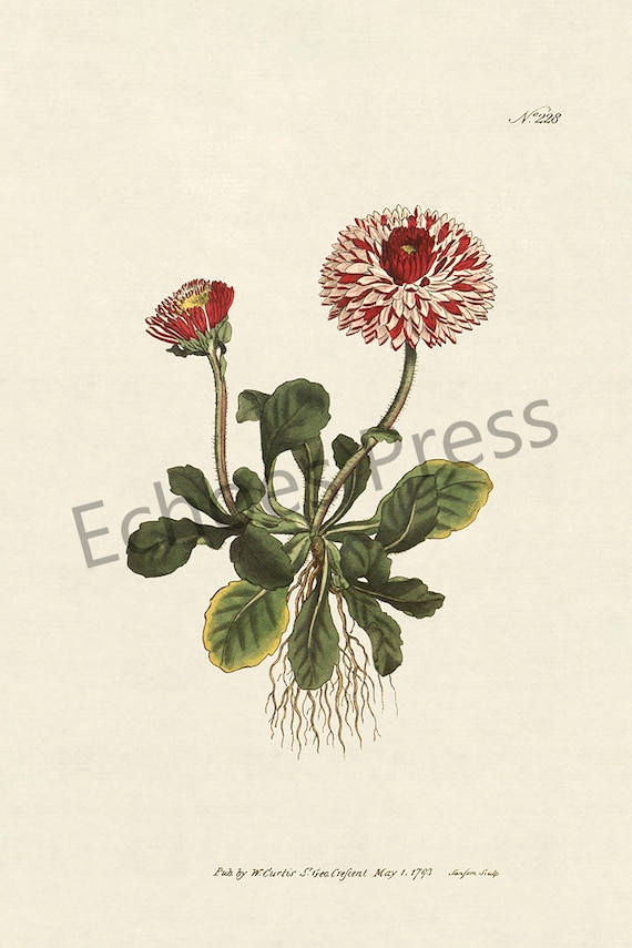 Home & Living Home Décor Flower Print Collection #20 originally ...