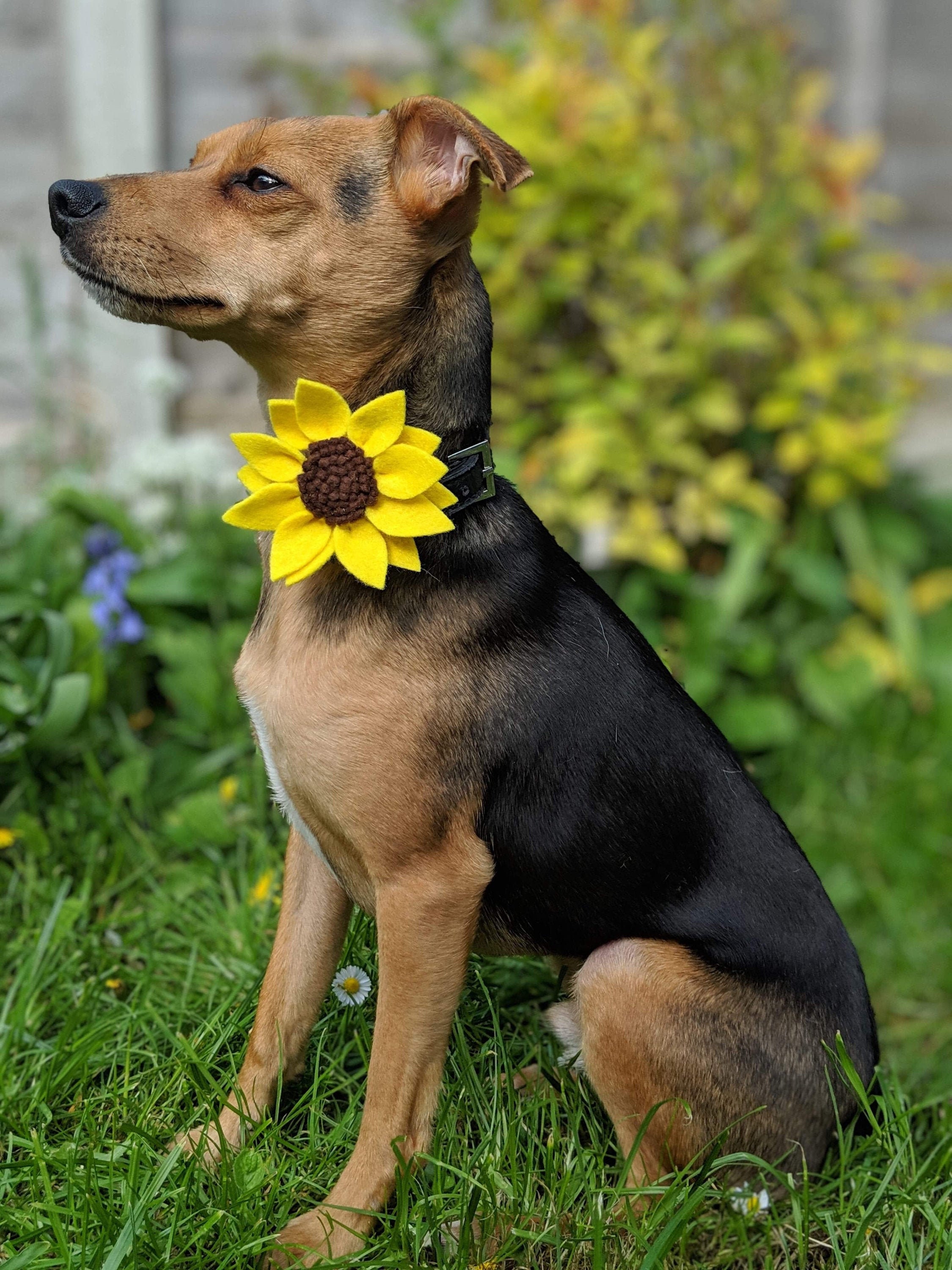 Hand Made Sunflower Dog Collar Accessory | Etsy