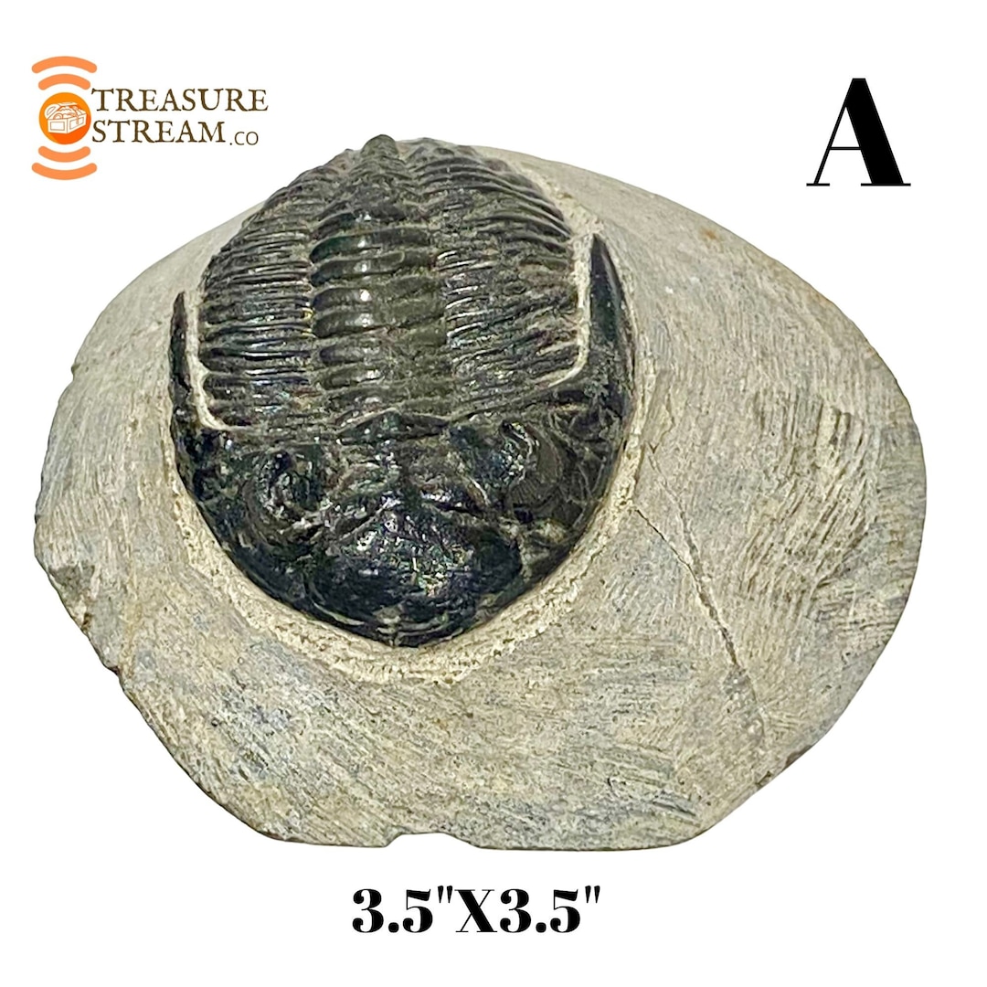 RARE Trilobite Fossil Genuine - Etsy