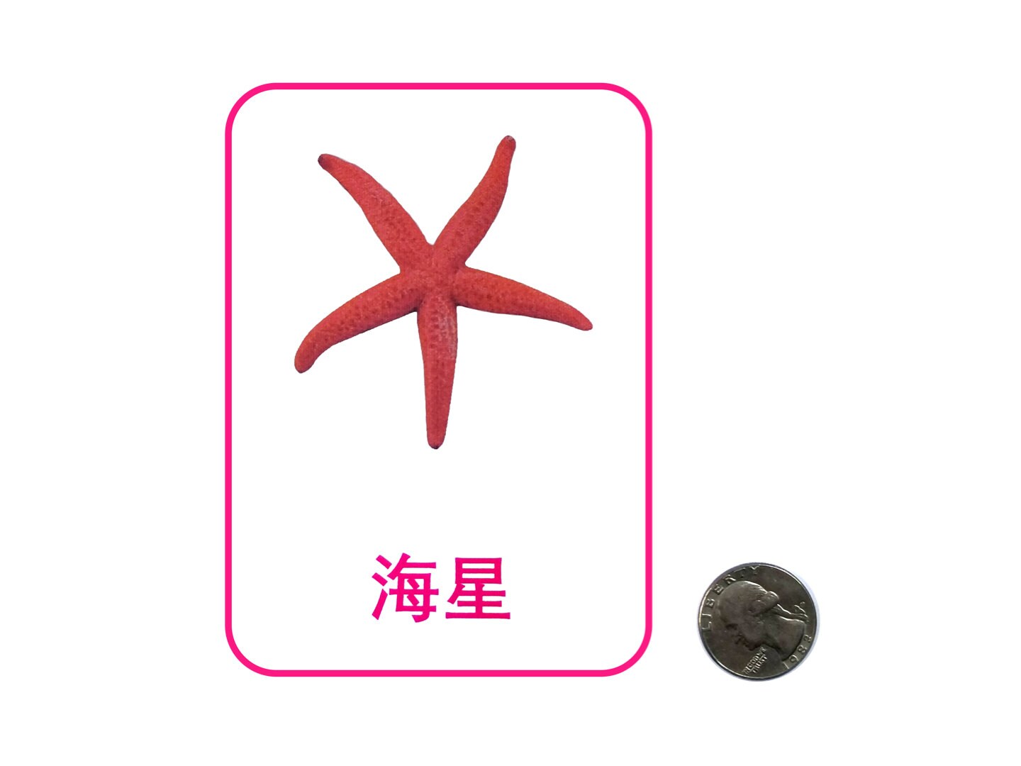 Mandarin Flash Cards // Sea Animals //12 Cards montessori // Pinyin ...