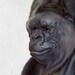 I Should, Koko (wordless) Poster Art Print Ideal Gift Wall Hanging ...