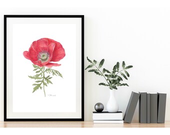 Poppy Art Print | Etsy