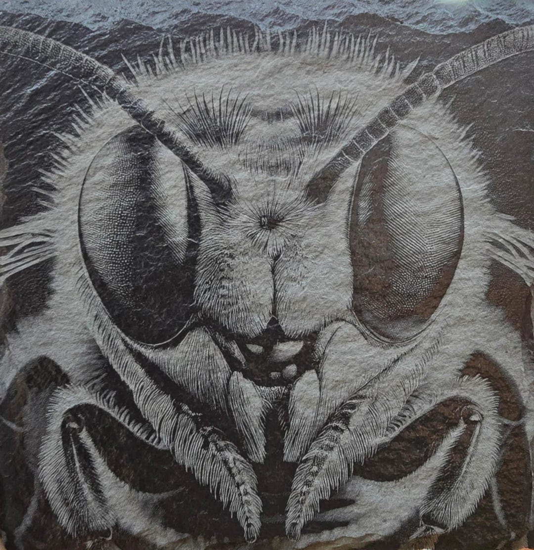 Bee Buggy Eyed Bee Slate Laser Engraved - Etsy