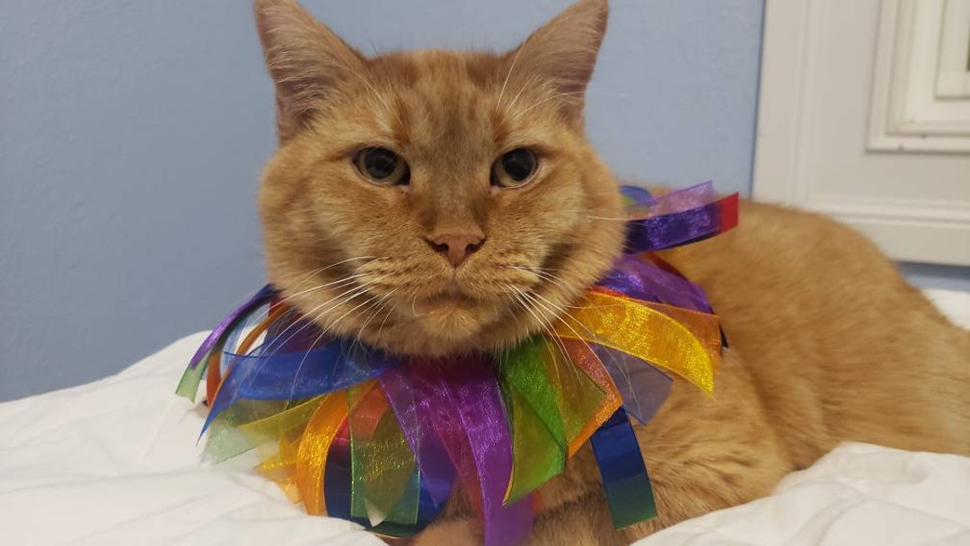 Rainbow Ribbon Cat Collar - Etsy