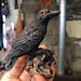 Altar Crow/raven Statue - Etsy